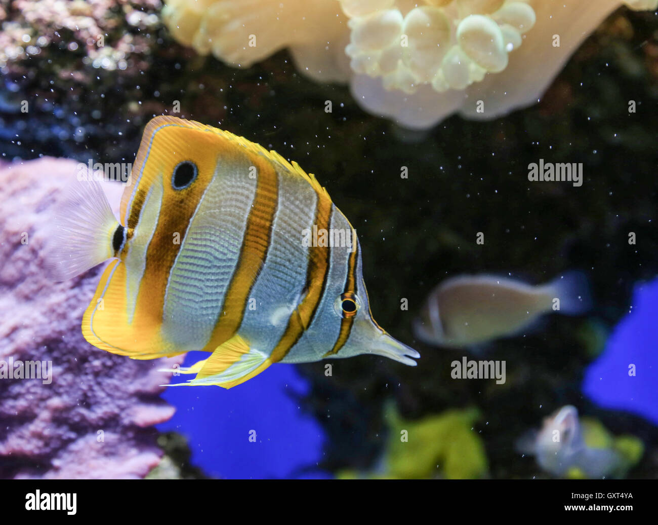 Yellow and white striped fish hi-res stock photography and images - Alamy