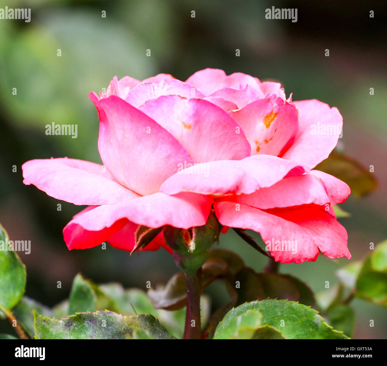 Bright pink rose in a garden Stock Photo - Alamy