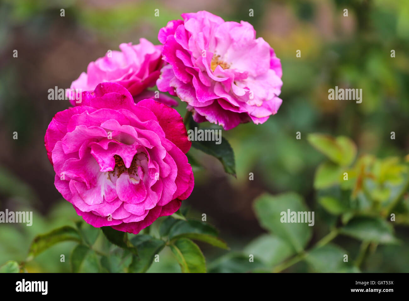 Three Orange Roses High Resolution Stock Photography and Images - Alamy