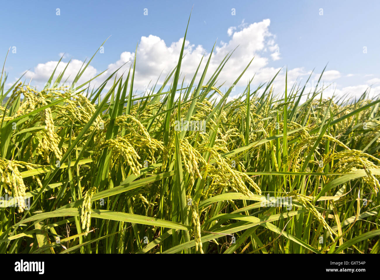 Rural scenery of paddy Stock Photo - Alamy