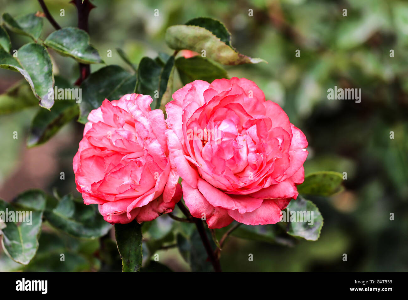 Two bright pink roses in a garden Stock Photo - Alamy