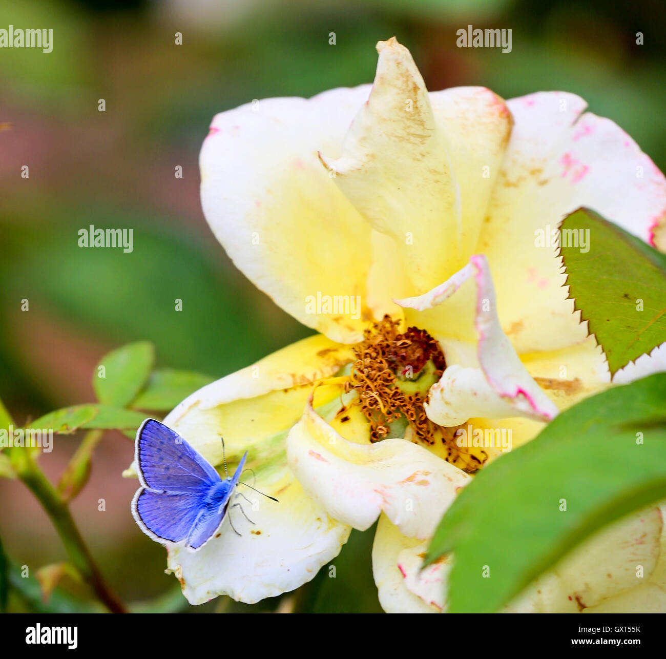 Yellow rose in a rose garden with blue butterfly Stock Photo - Alamy