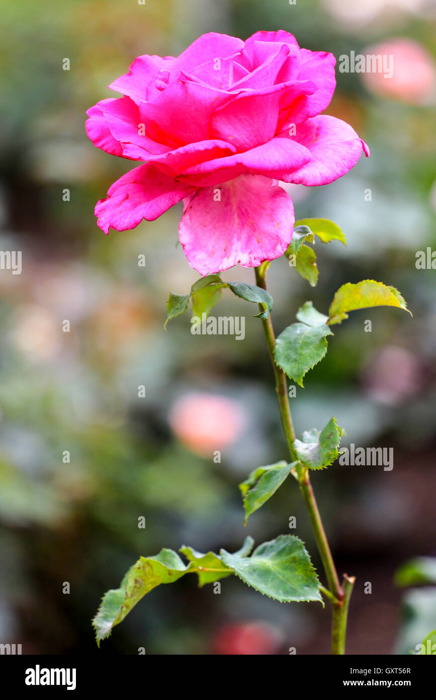 Single pink rose in a garden Stock Photo - Alamy