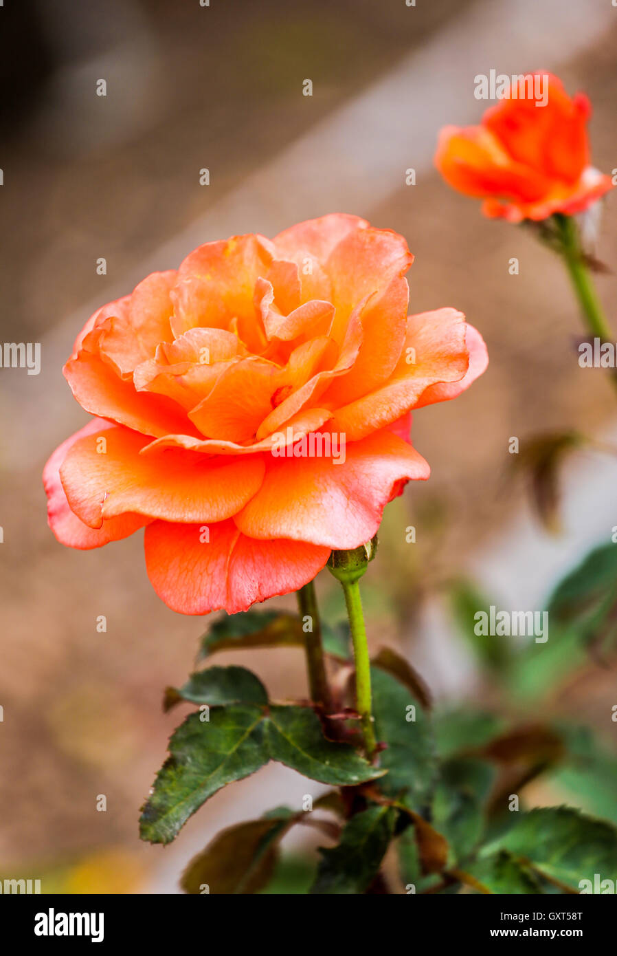 Beautiful Orange Roses