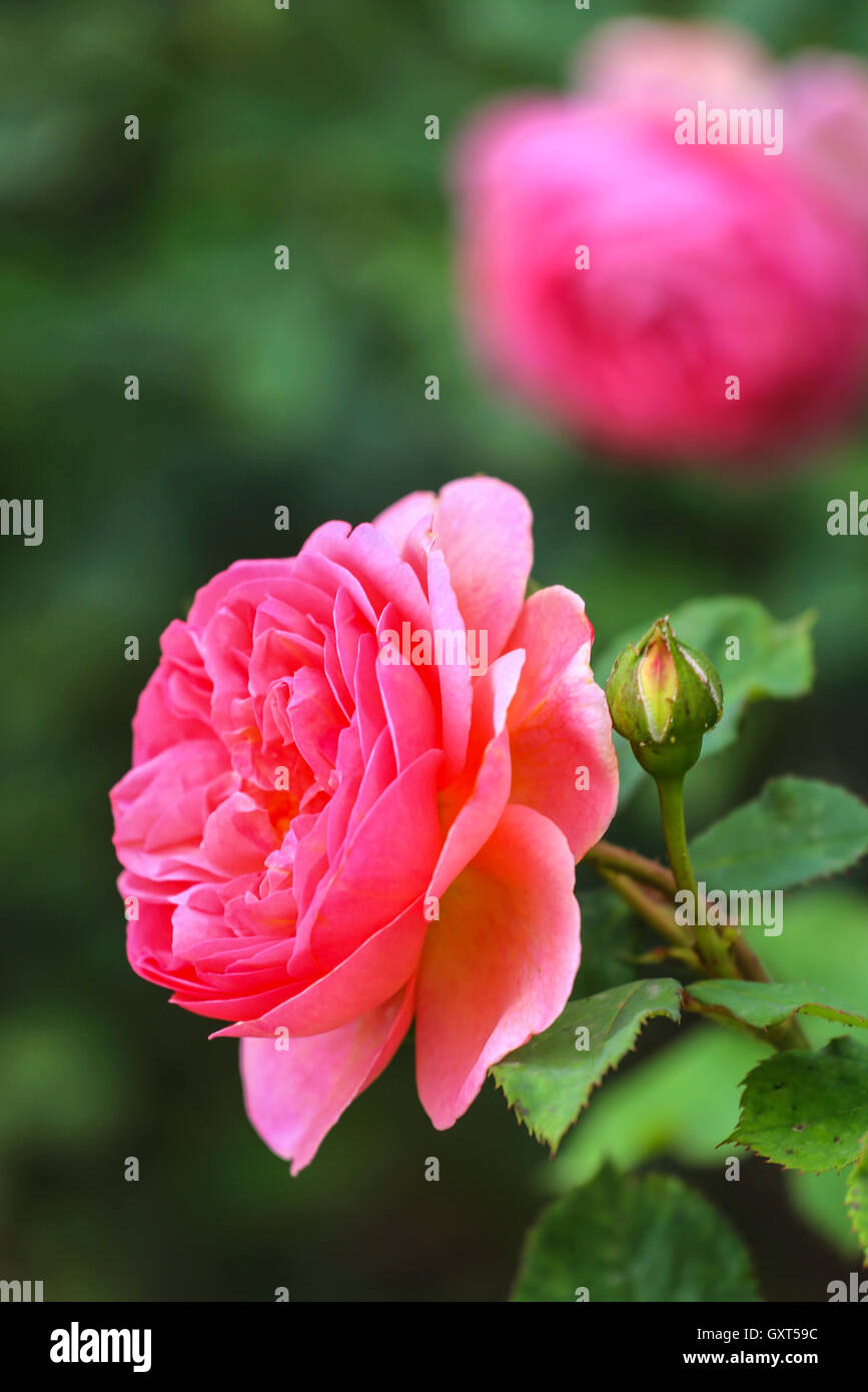 Orange pink rose in a garden Stock Photo - Alamy