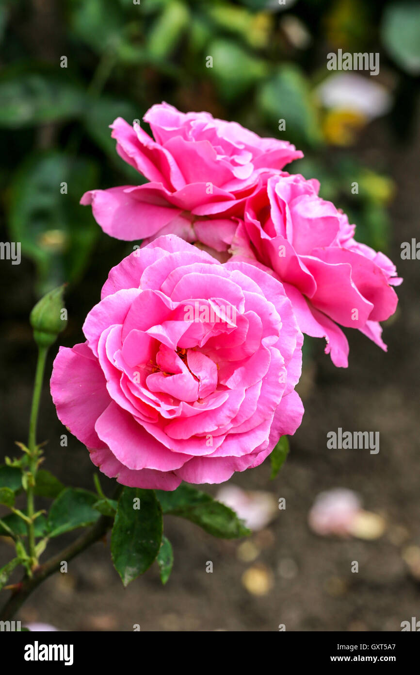 Three Orange Roses High Resolution Stock Photography and Images - Alamy