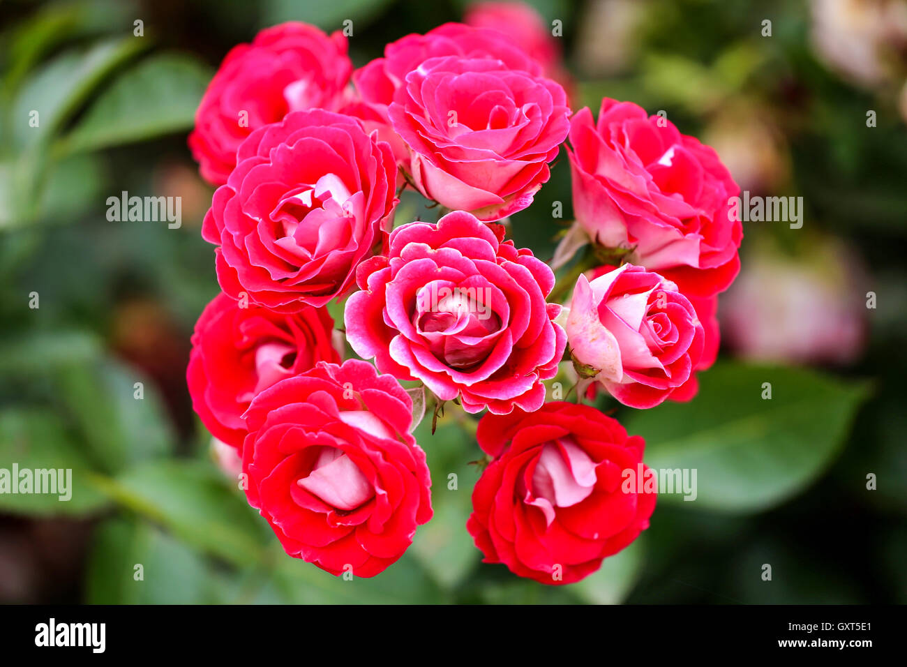 Pink and red roses in a garden Stock Photo - Alamy