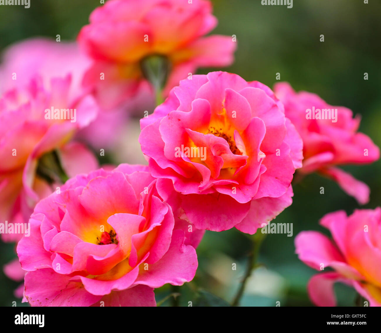Beautiful pink yellow roses hi-res stock photography and images - Alamy