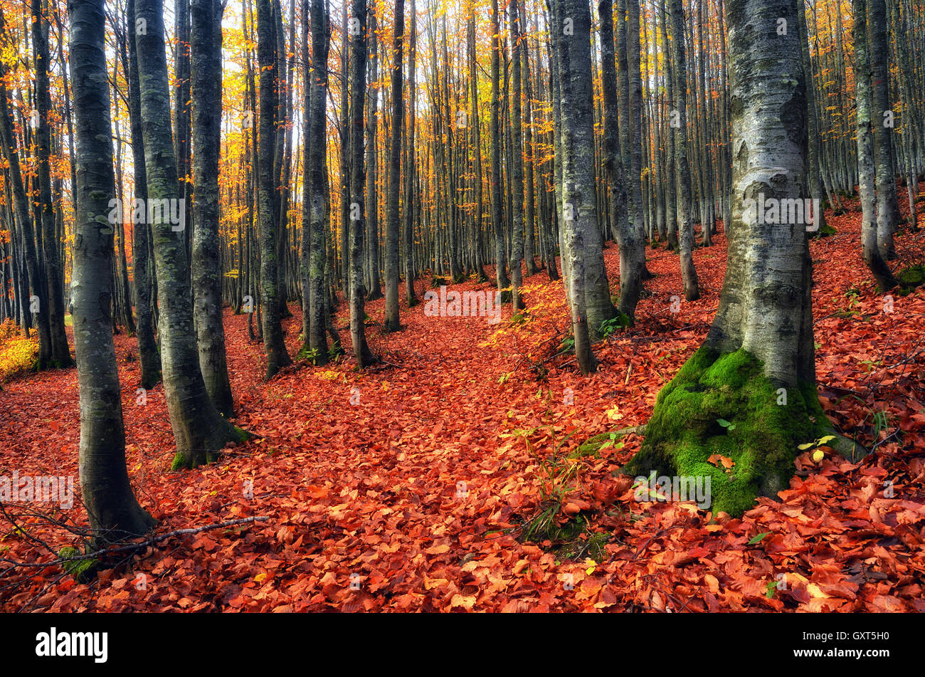 Colors of the forest in autumn Stock Photo - Alamy