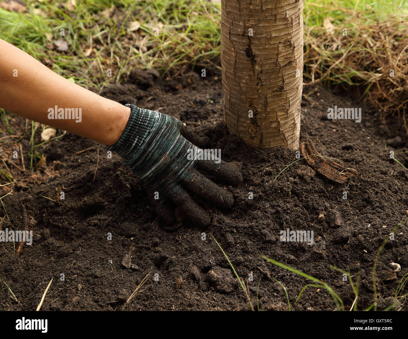 hand planted the tree in soil Stock Photo - Alamy