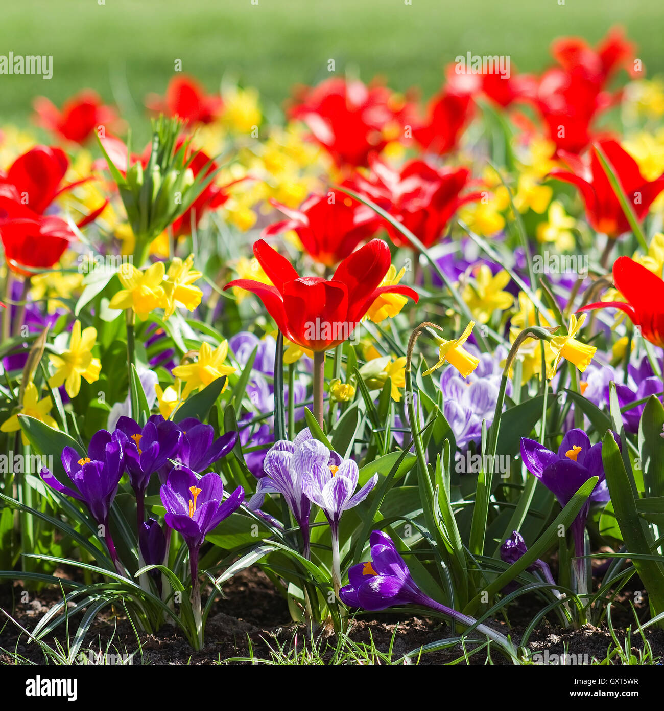 Colorful spring flowers in the park Stock Photo - Alamy