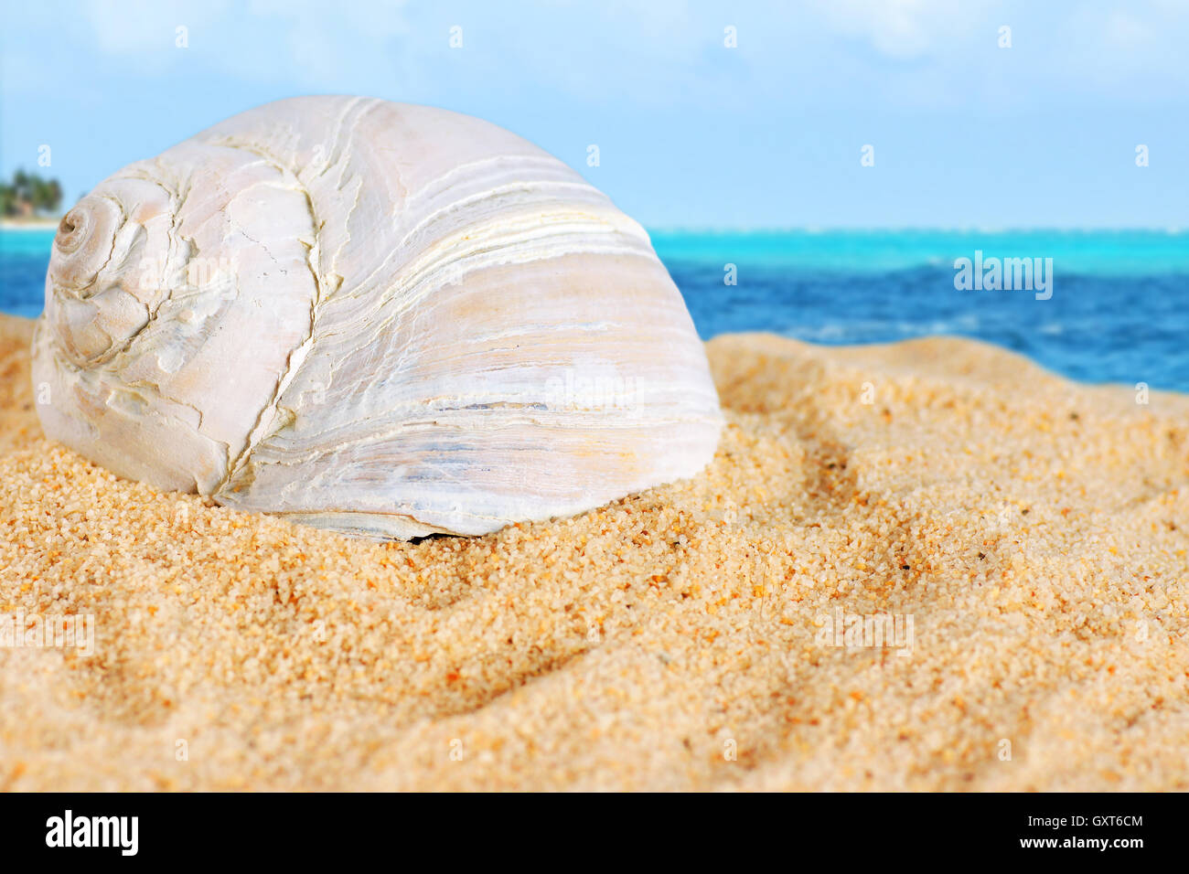 Large shell on beach sand of the Caribbean Stock Photo - Alamy