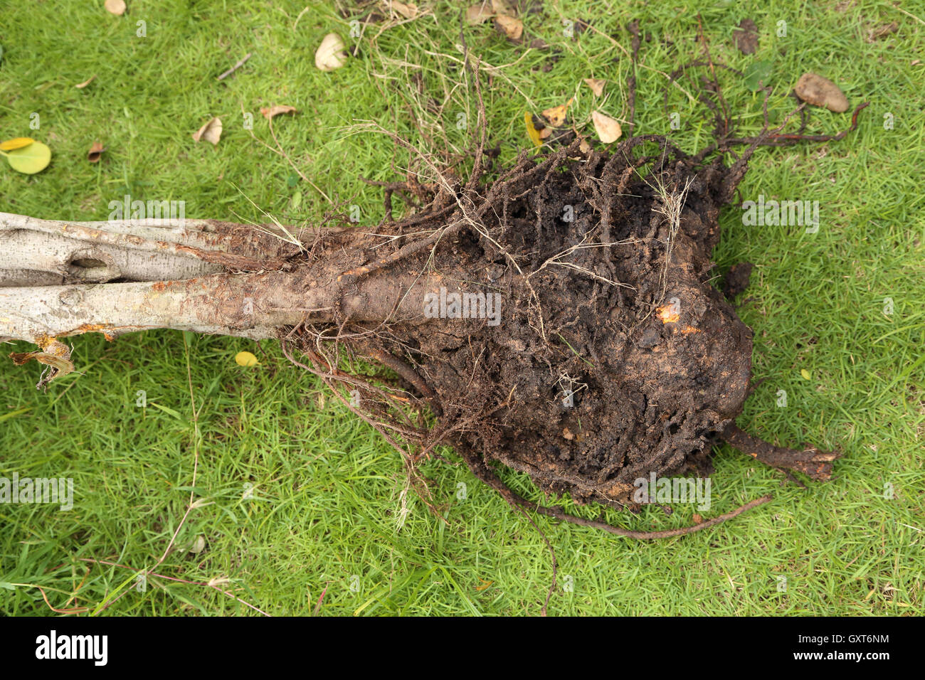 small roots with soil of tree Stock Photo - Alamy