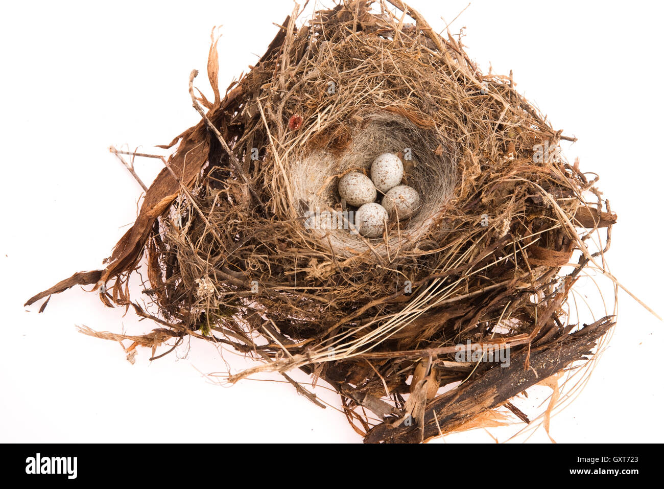 Detail of bird eggs in nest Stock Photo - Alamy