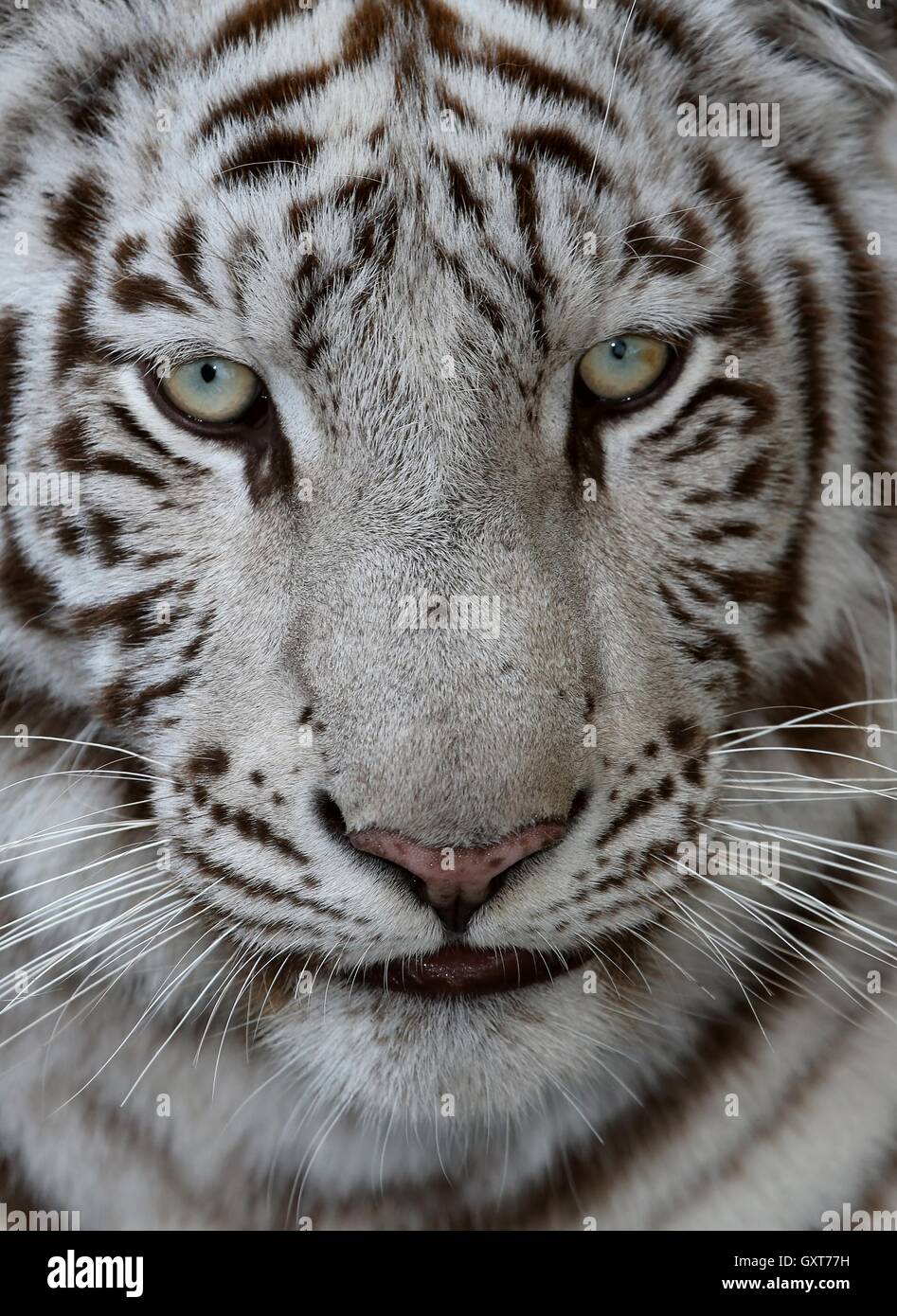 White Tiger Face Stock Photo - Alamy