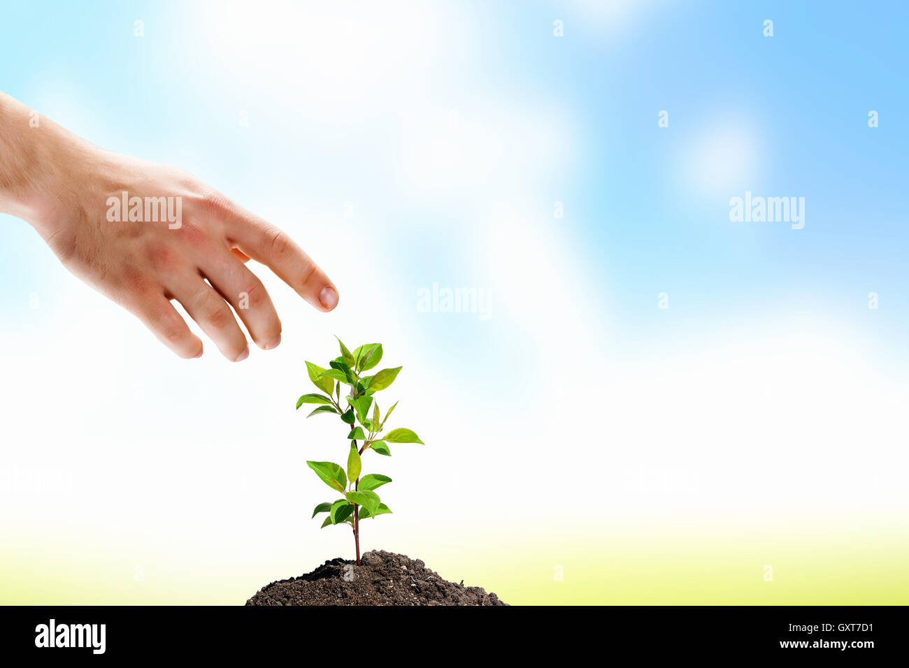 Sprout in hands Stock Photo - Alamy