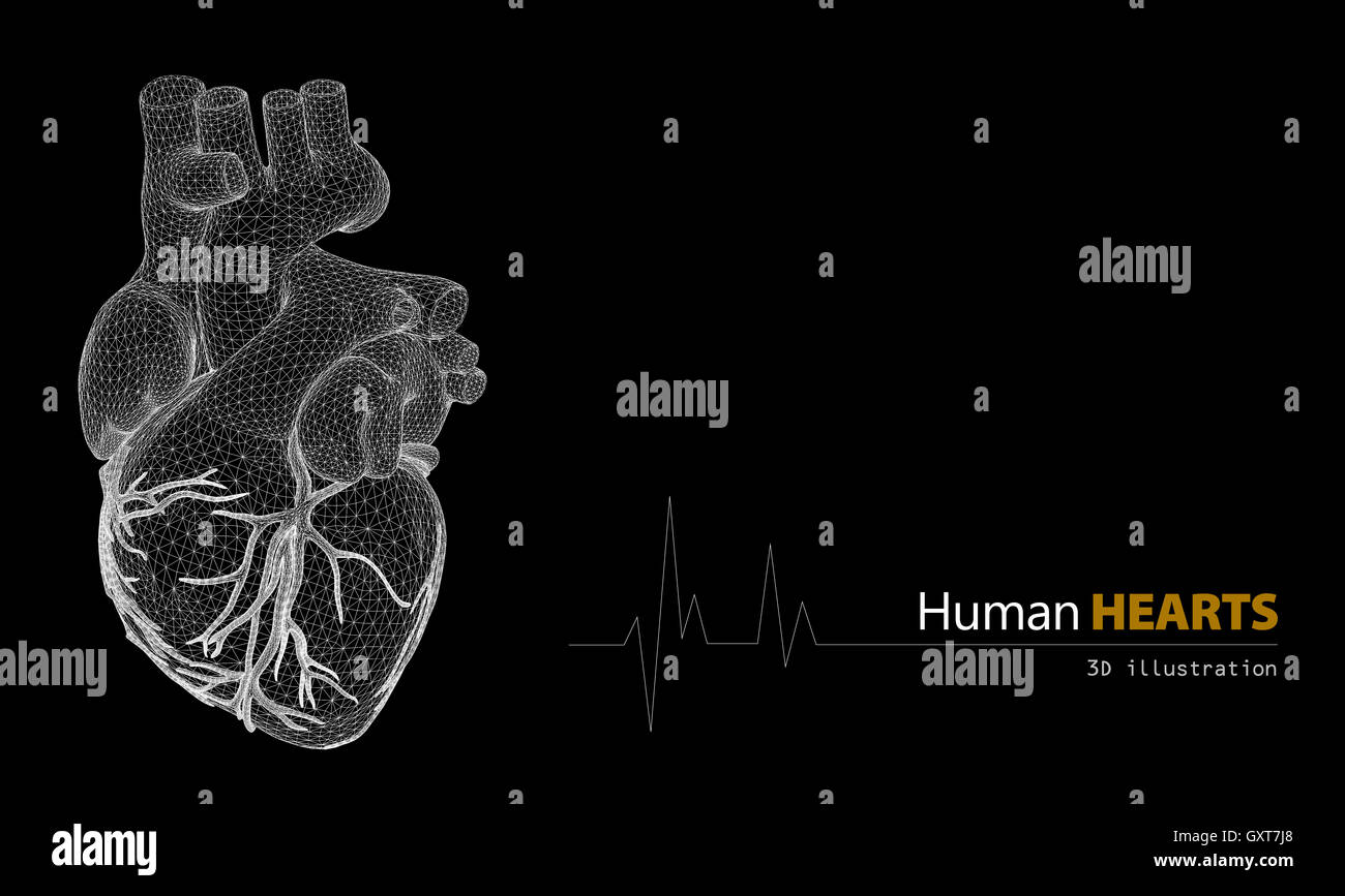 Anatomy of Human Heart on a white background Stock Photo - Alamy