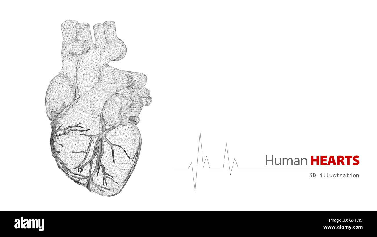 Anatomy of Human Heart on a white background Stock Photo - Alamy