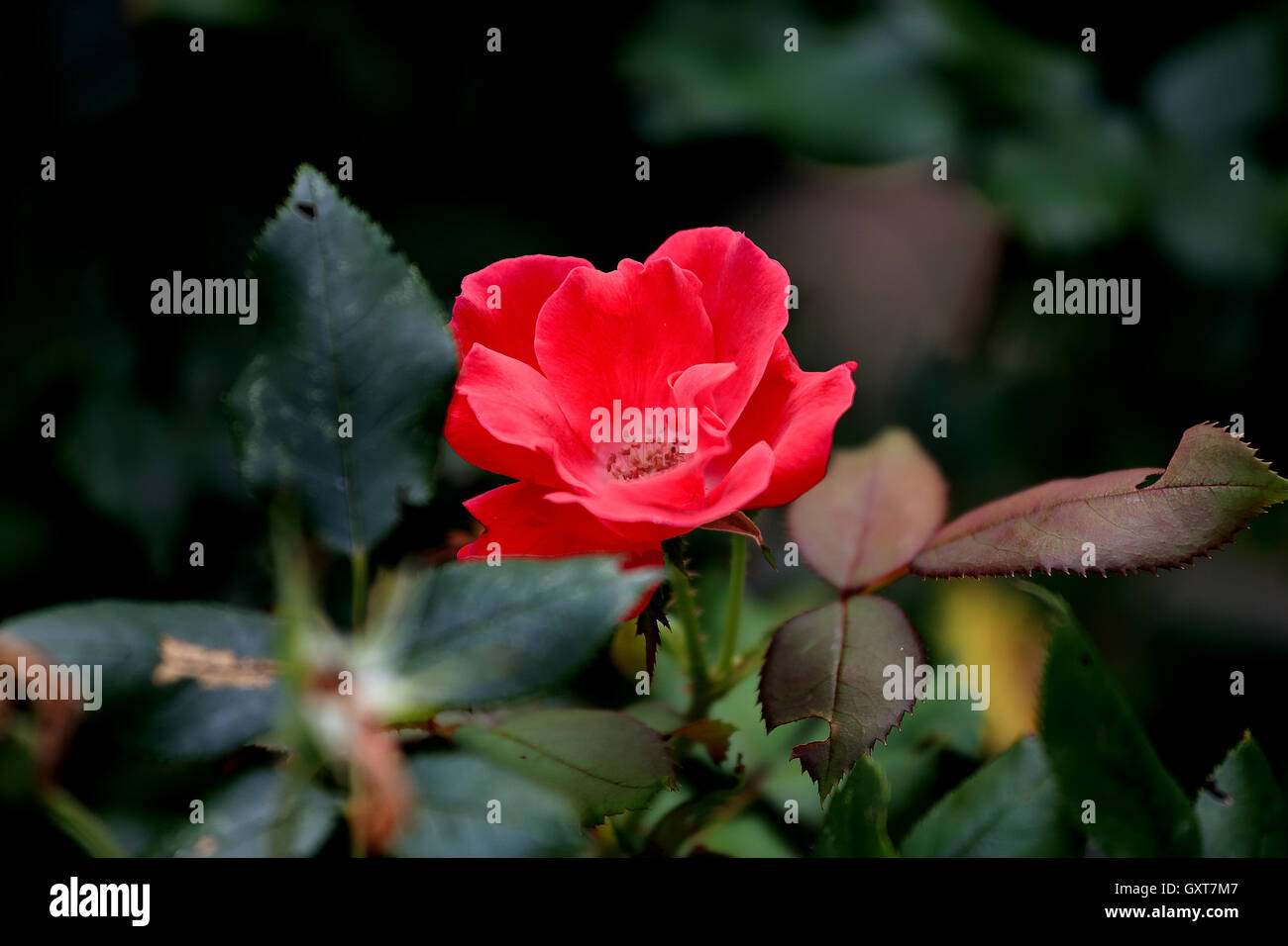 Colorful rose red hi-res stock photography and images - Alamy