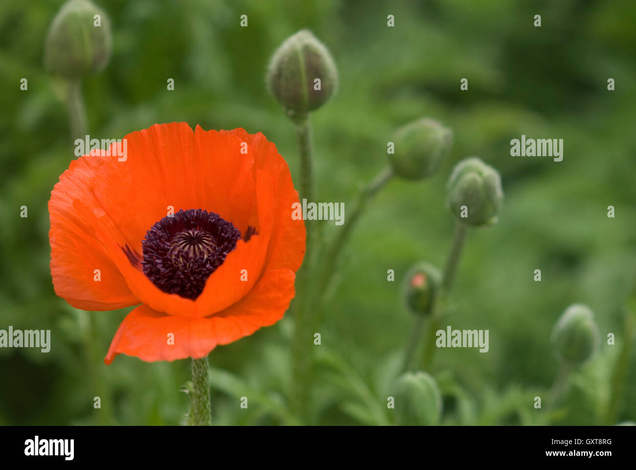 Oriental poppy blooming hi-res stock photography and images - Alamy