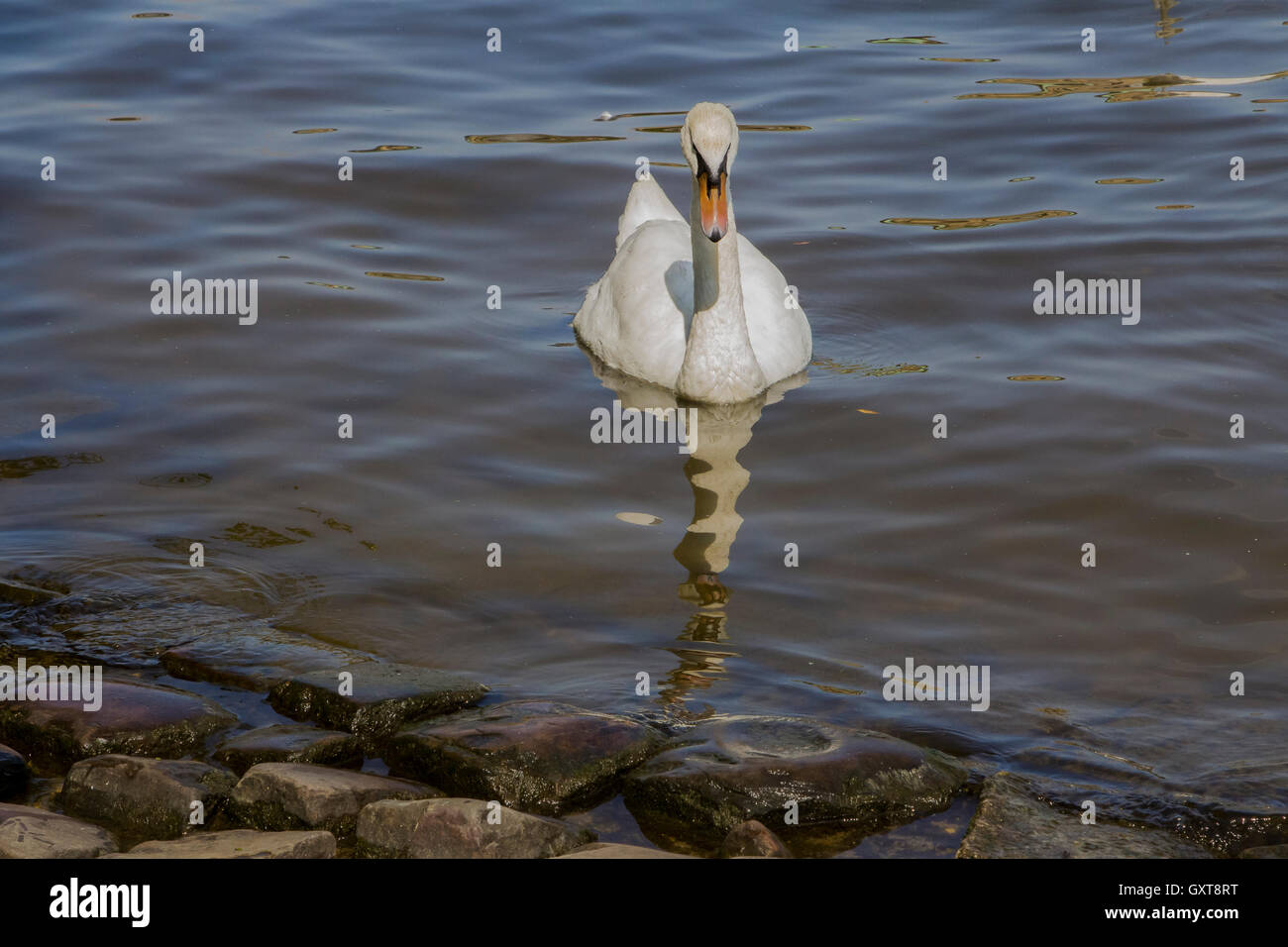 White swam on water on a sunny day Stock Photo - Alamy