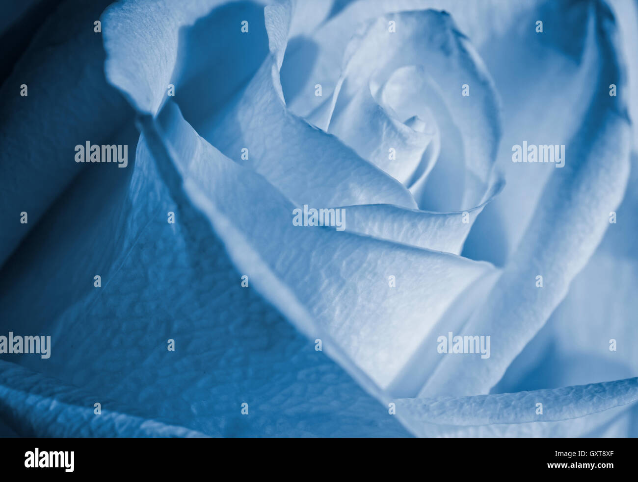 White Rose, macro photography Stock Photo - Alamy