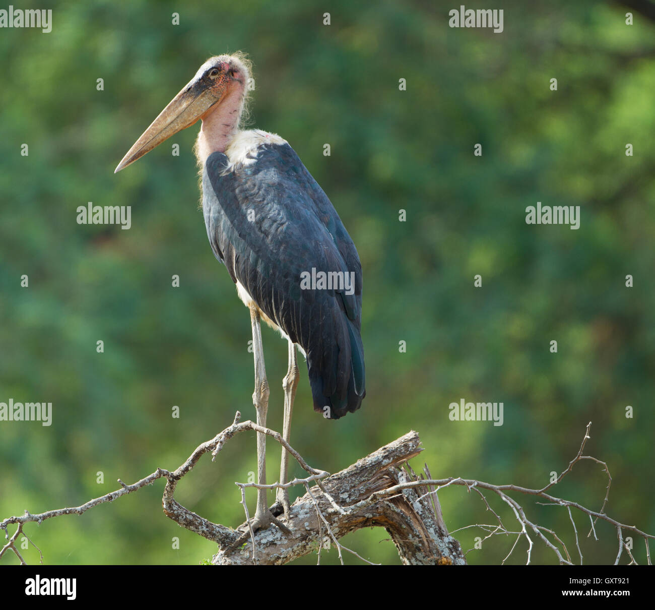 Marabou stork hi-res stock photography and images - Alamy