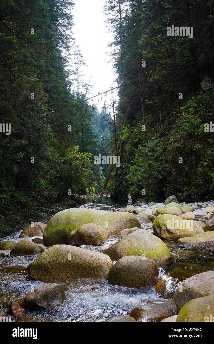 Stream running through forest Stock Photo - Alamy