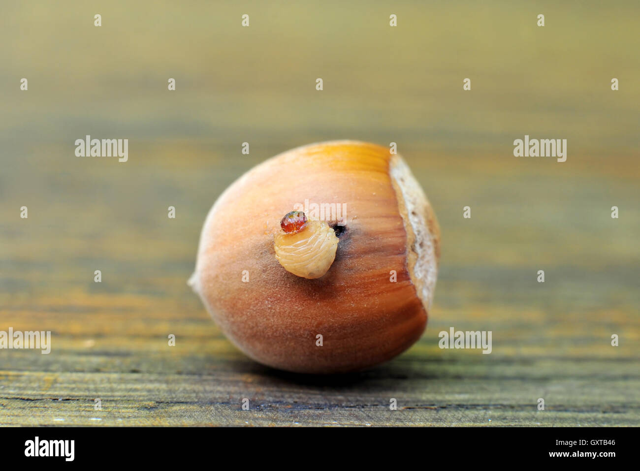 Hazelnut cobnut filbert nut hi-res stock photography and images - Alamy