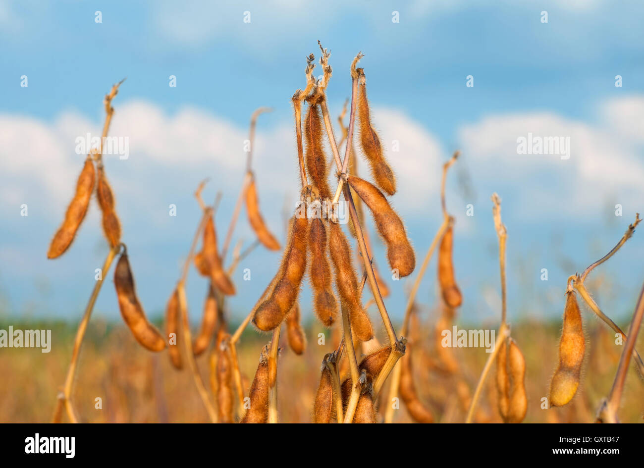 Close up photo of a soybean plant Stock Photo - Alamy