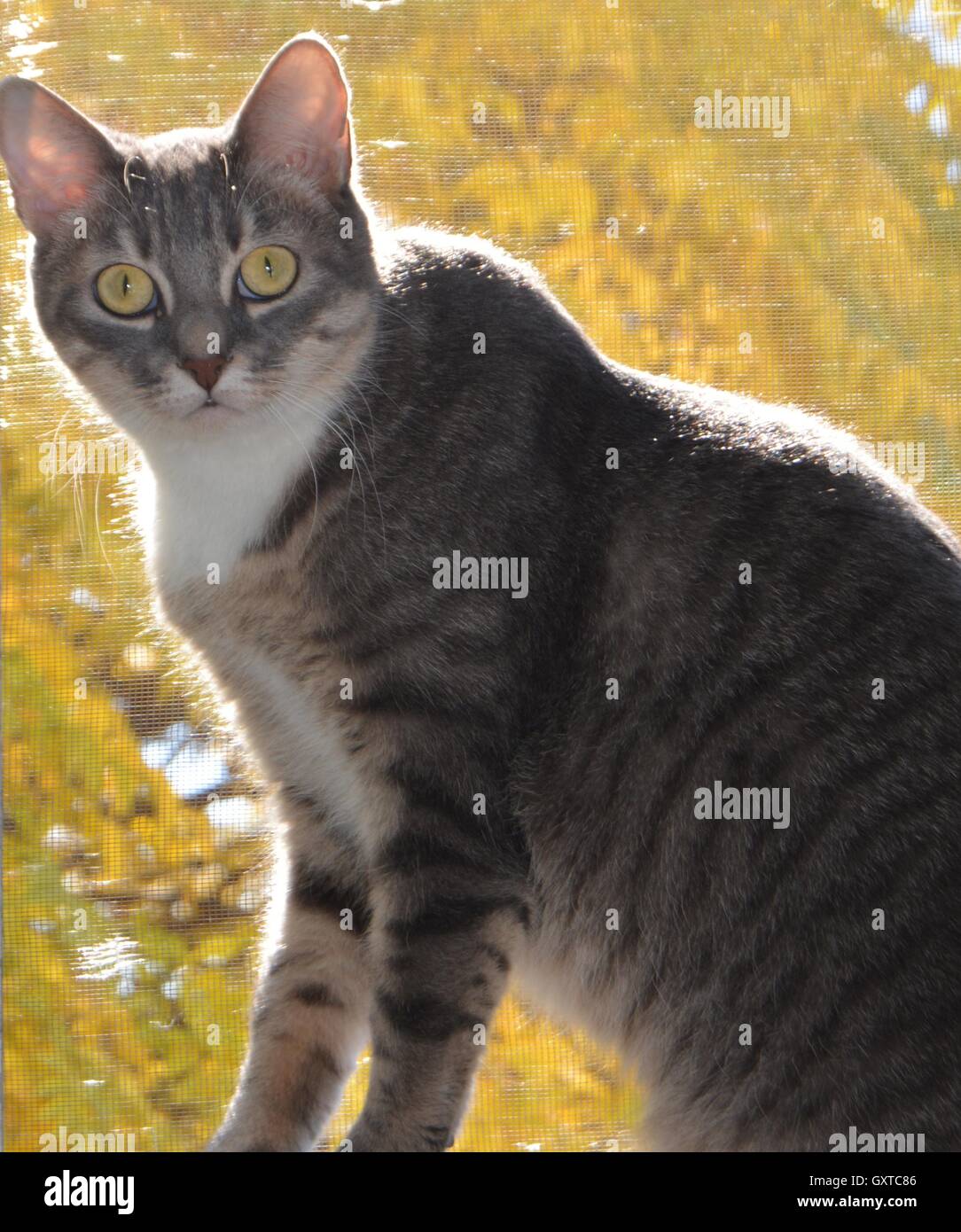 Cat in Screen Window Stock Photo - Alamy