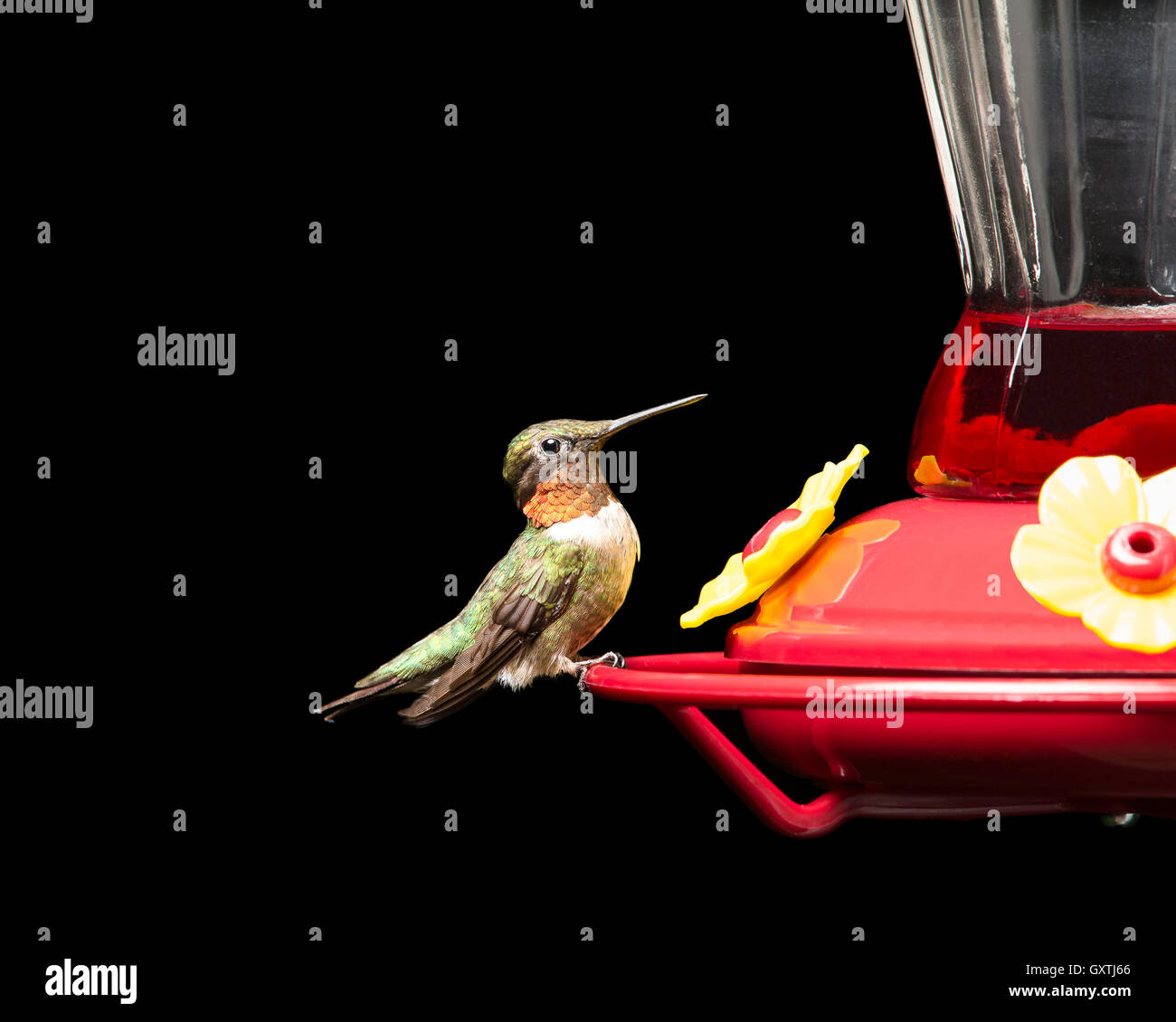 Male ruby-throated hummingbird perched at a red feeder. Vivid colors ...