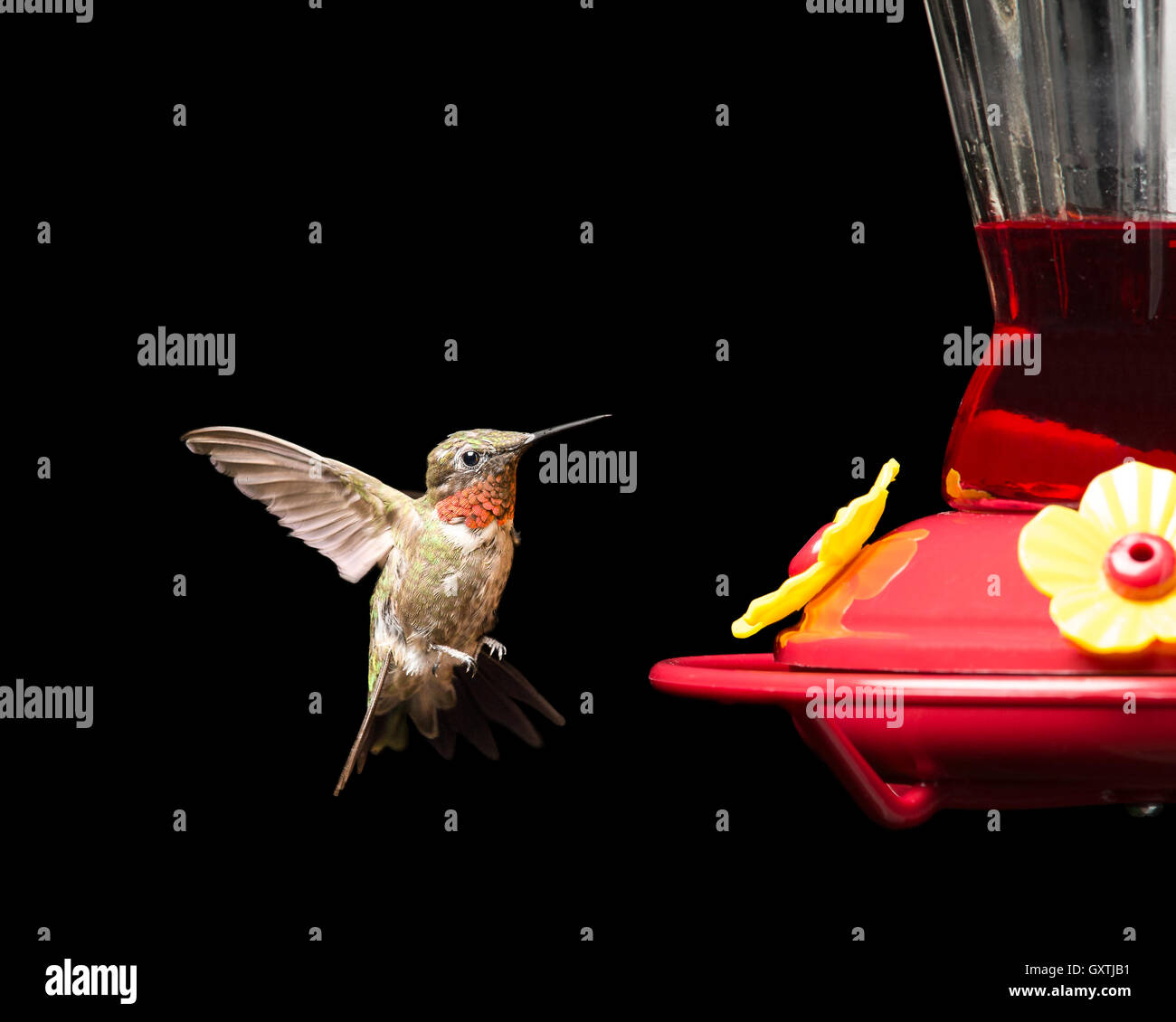 Male ruby-throated hummingbird flying near a red feeder. Vivid colors ...