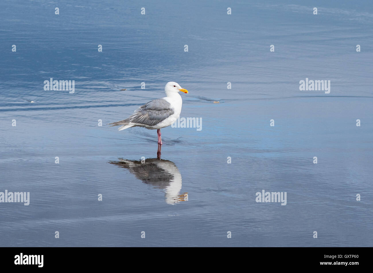 Contemplating ocean hi-res stock photography and images - Alamy