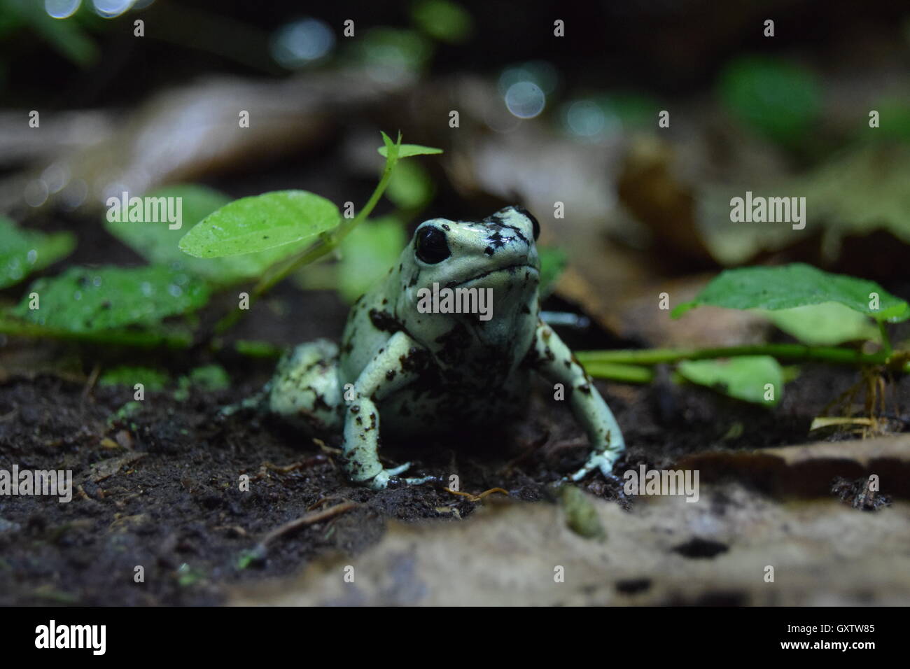 Poison tree frog hi-res stock photography and images - Alamy