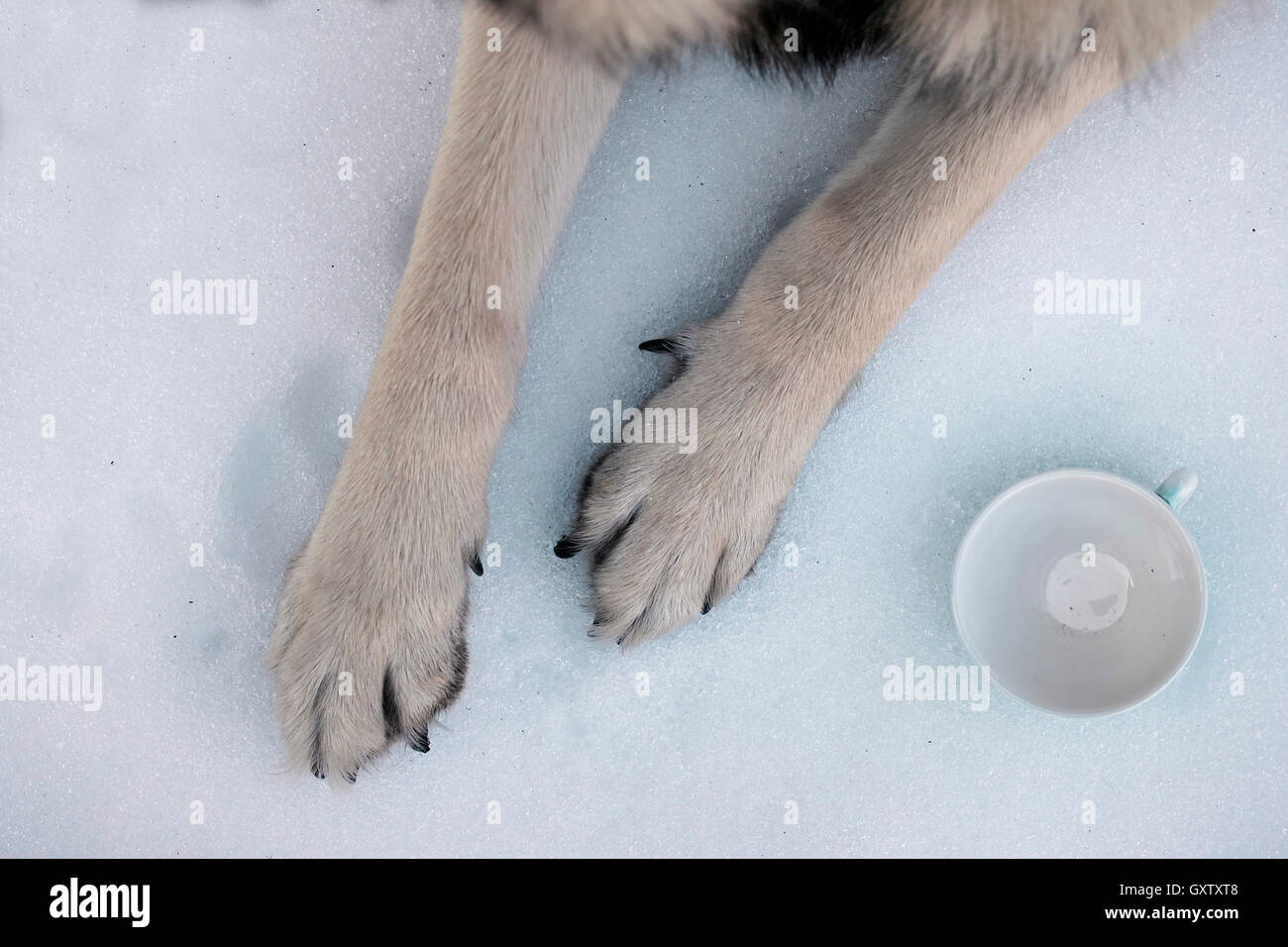 Legs of a dog next to an empty animal bowl lying in the snow, overhead ...