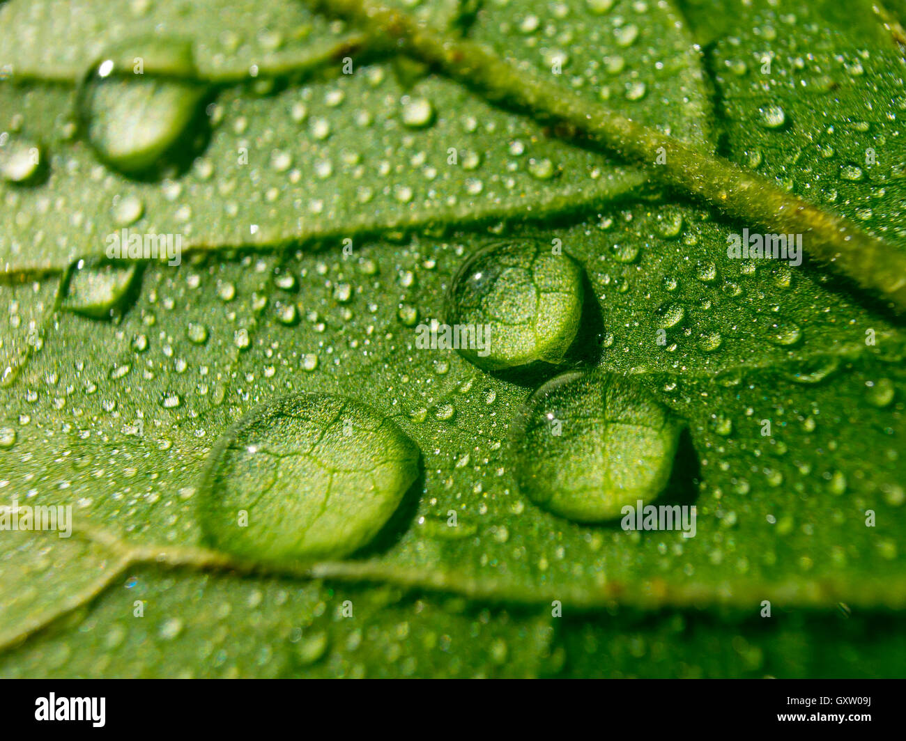 Raindrops on leaf Stock Photo - Alamy