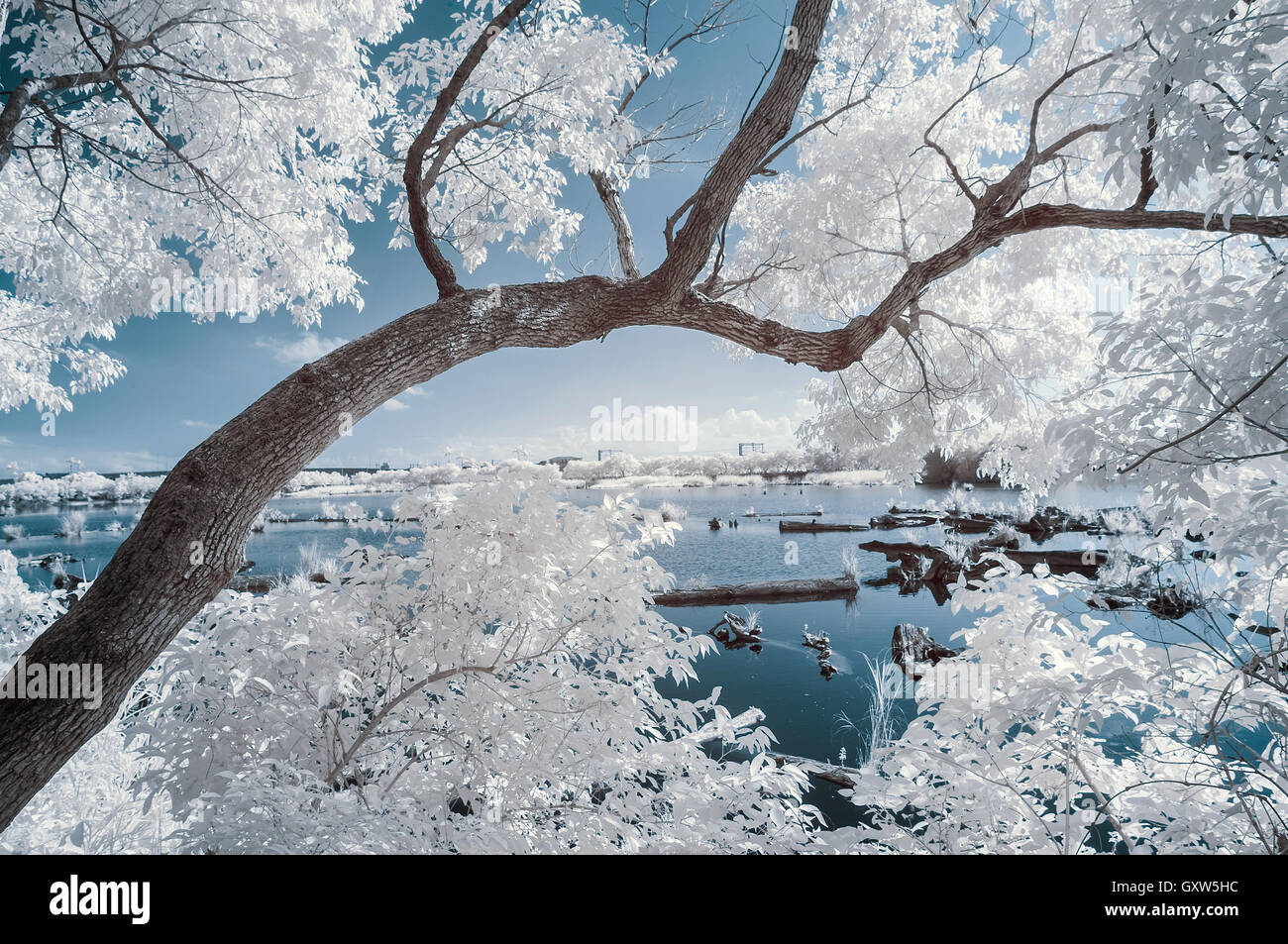 Ir tree hi-res stock photography and images - Alamy