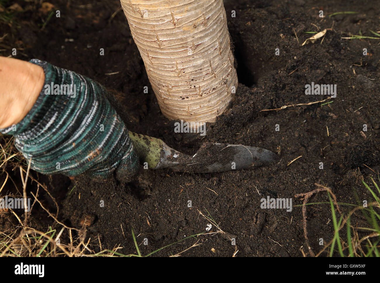 hand with shovel working in the garden Stock Photo - Alamy