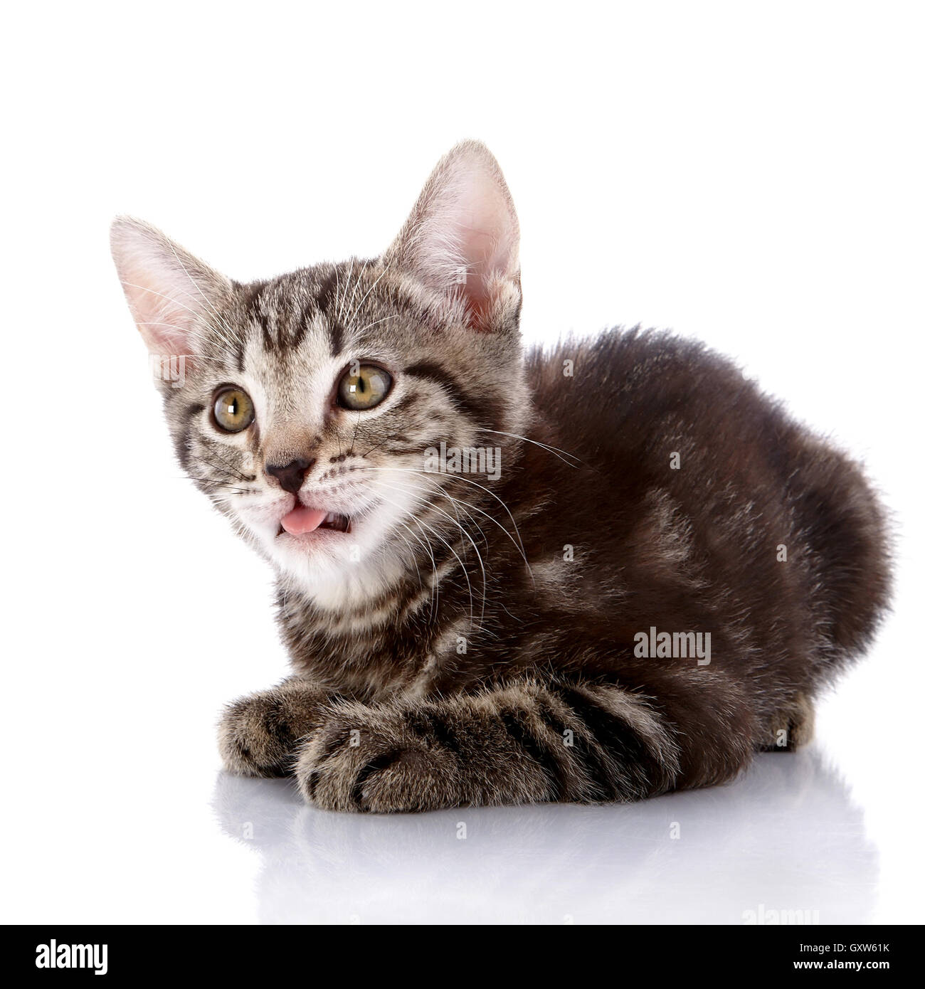 Striped surprised kitten lies on a white background Stock Photo - Alamy