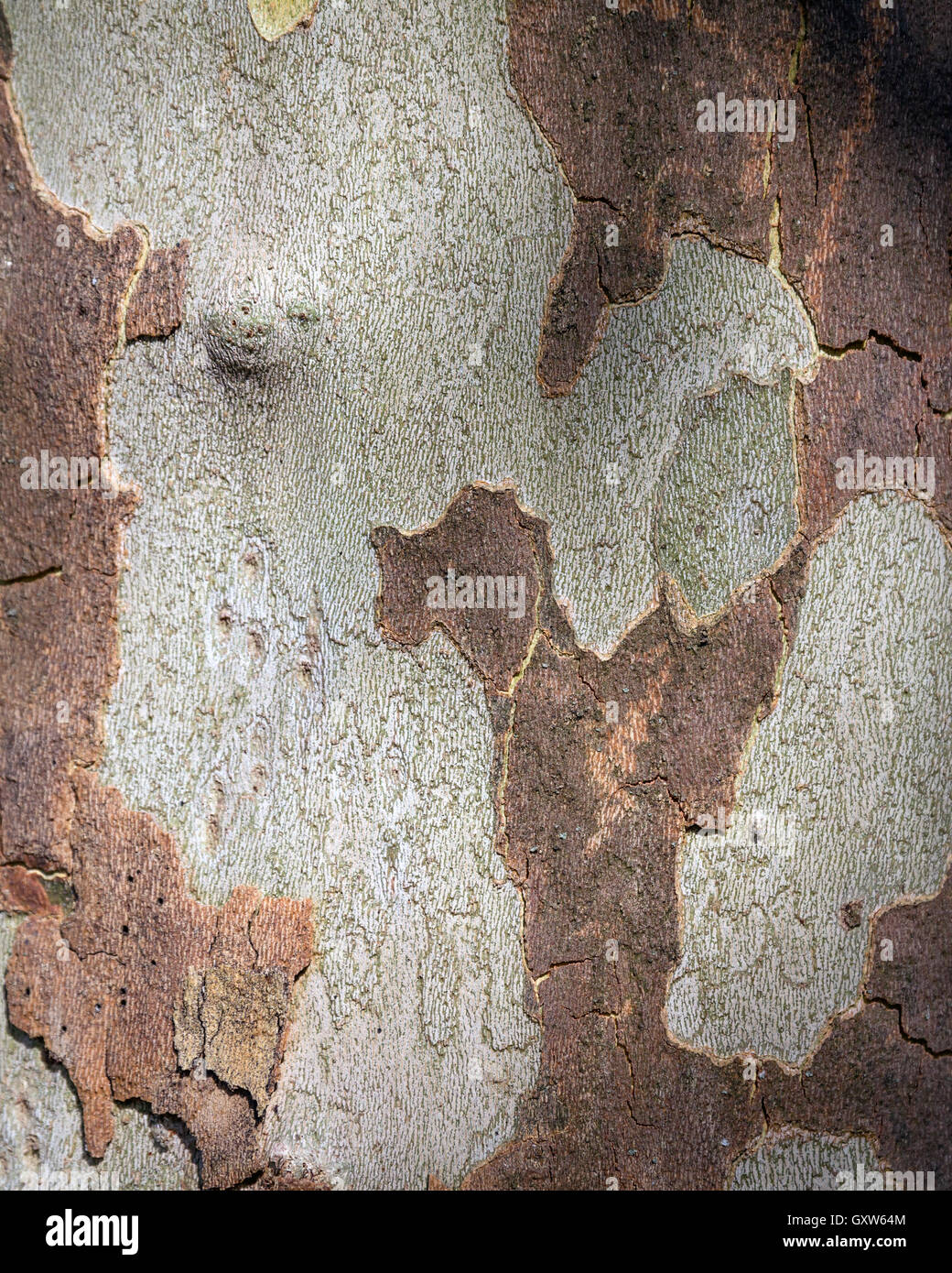 The natural texture of bark tree Stock Photo - Alamy