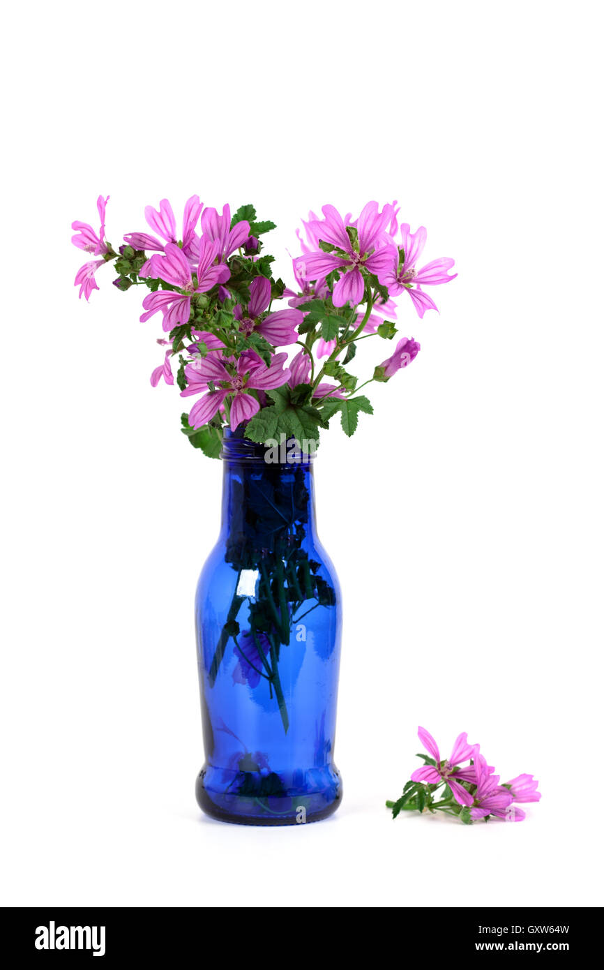Blue wild spring flowers in Cut Out Stock Images & Pictures - Alamy