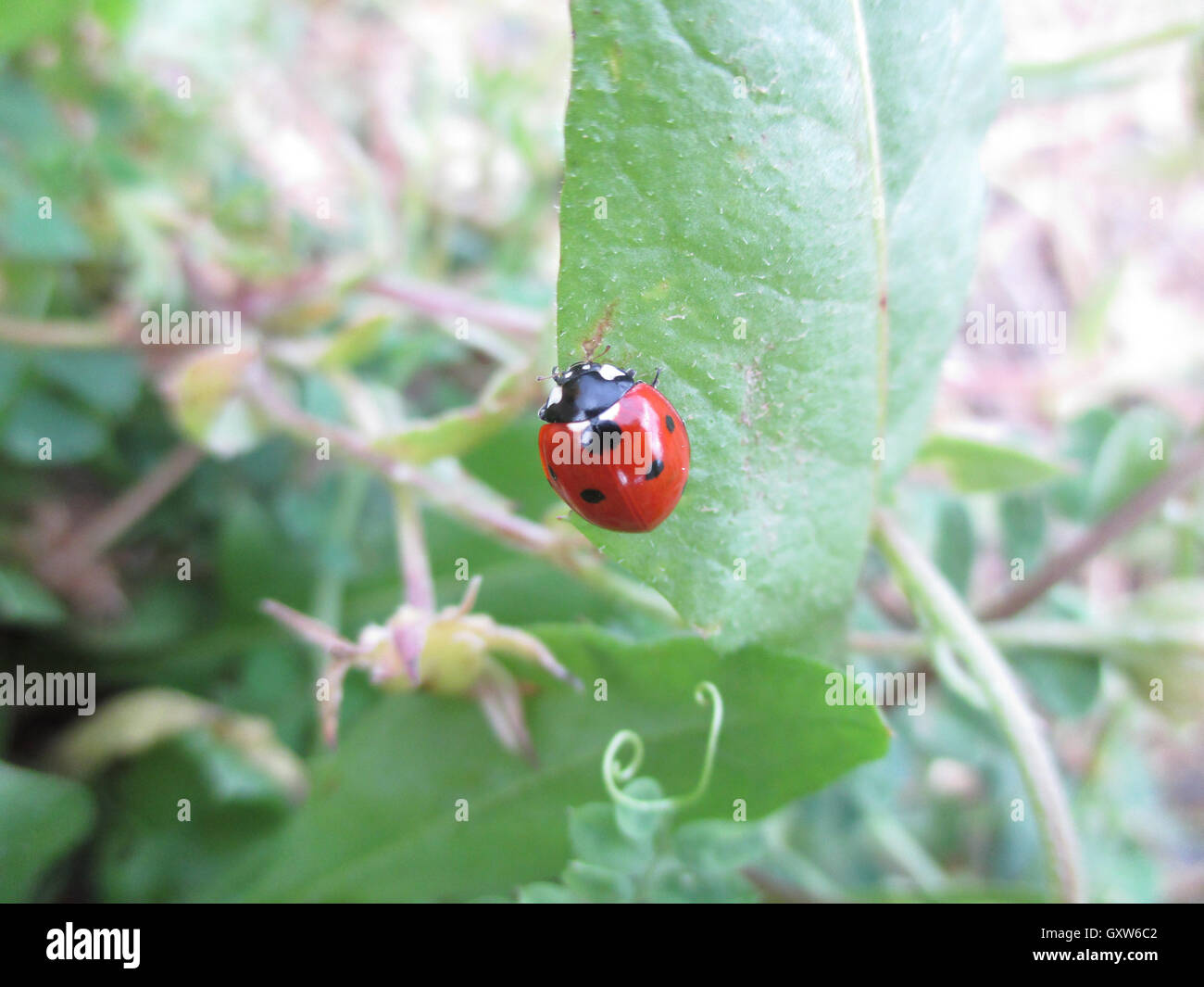 A Red Ladybug Climbing on the Green Leaf Stock Photo - Alamy