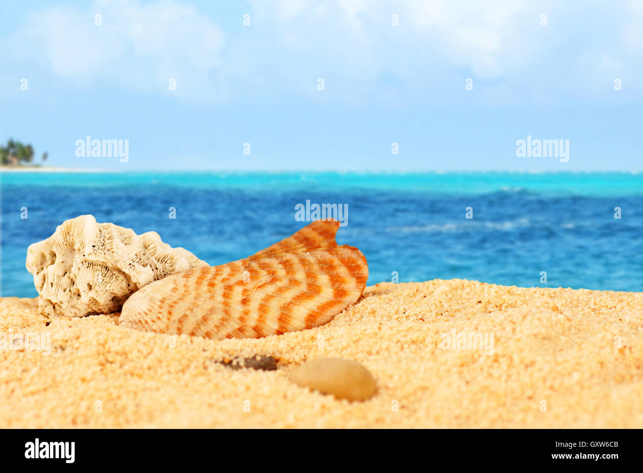 Dead coral caribbean hi-res stock photography and images - Alamy