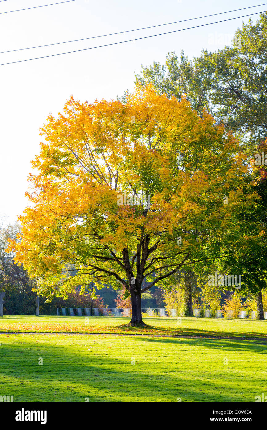 Beautiful Fall Tree Leaves Stock Photo - Alamy