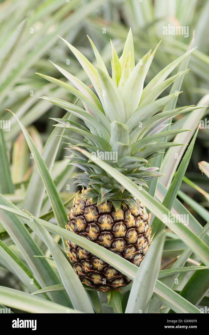 Pineapple farm hi-res stock photography and images - Alamy