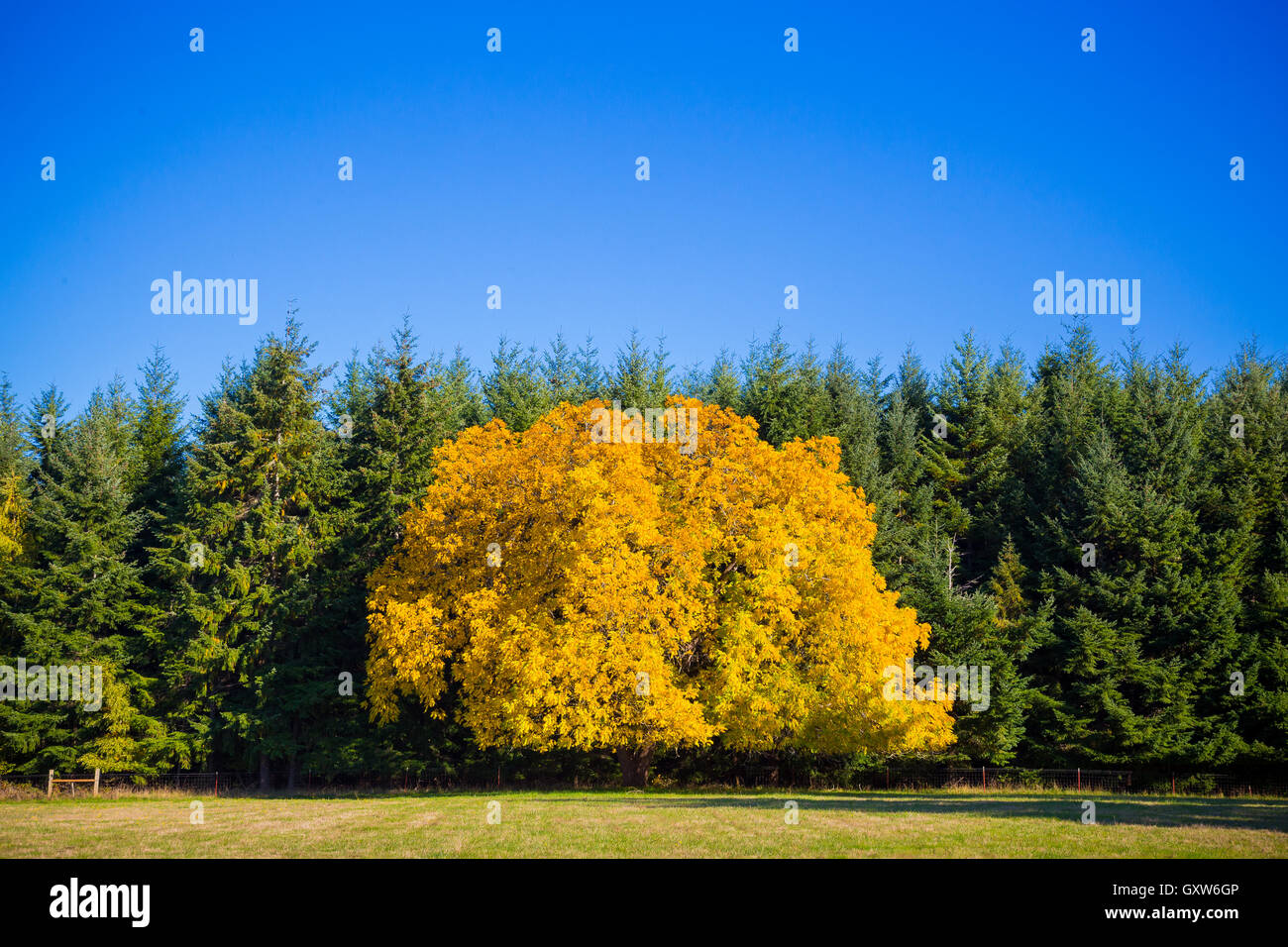 Fall Colors Unique Stock Photo - Alamy