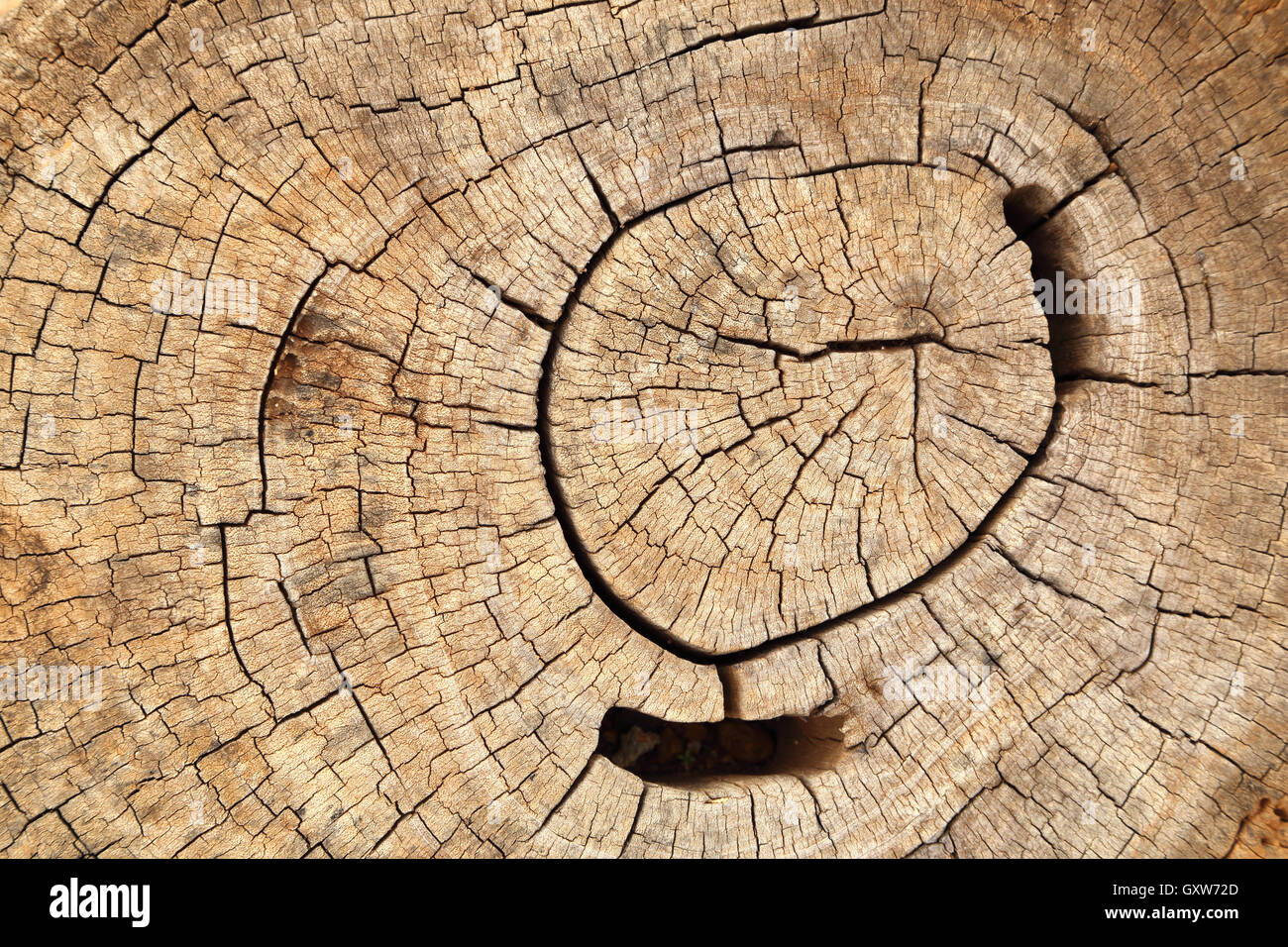 old tree stump texture Stock Photo - Alamy