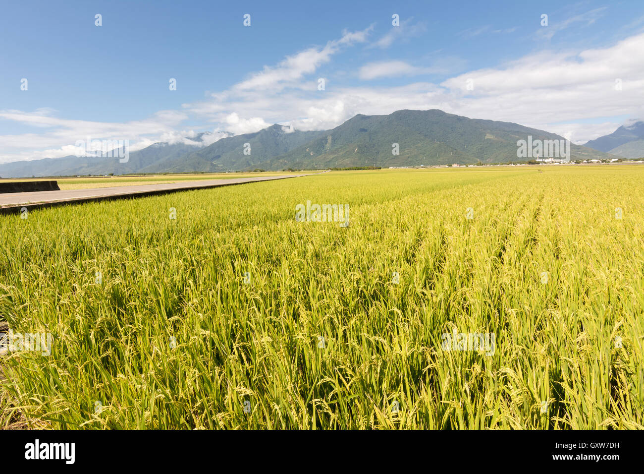 golden paddy rice farm Stock Photo - Alamy