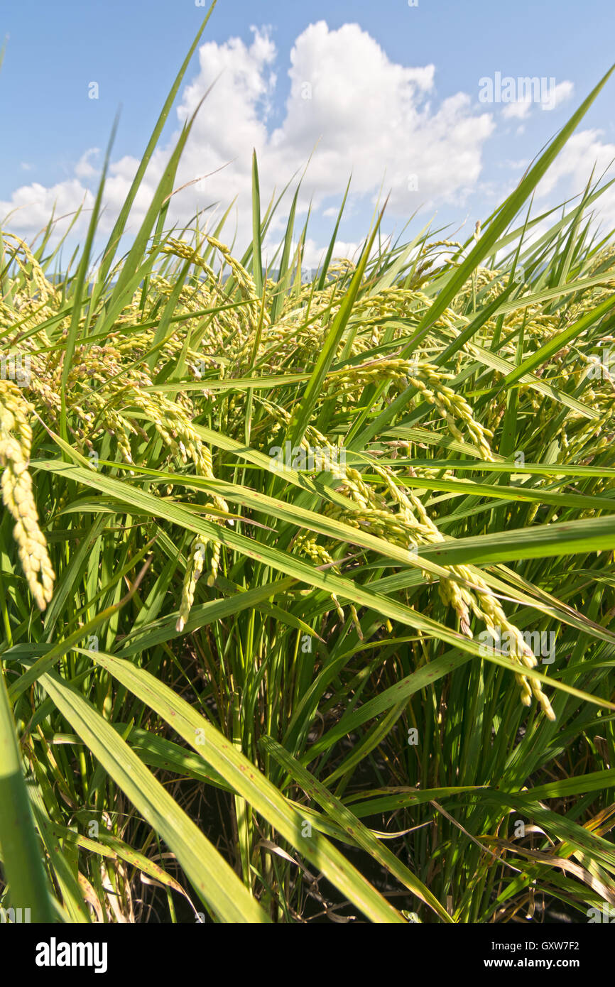 Rural scenery of paddy Stock Photo - Alamy